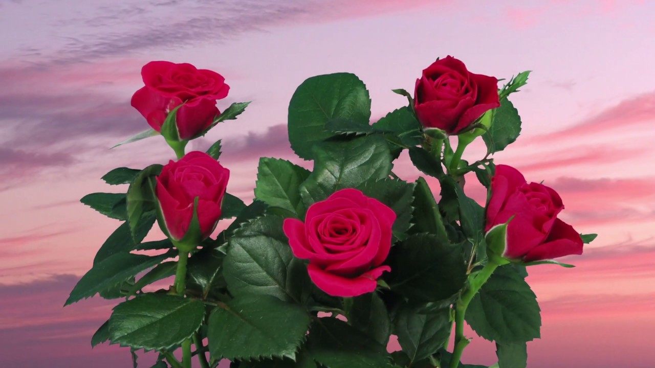 The Garden of Ridvan - YouTube