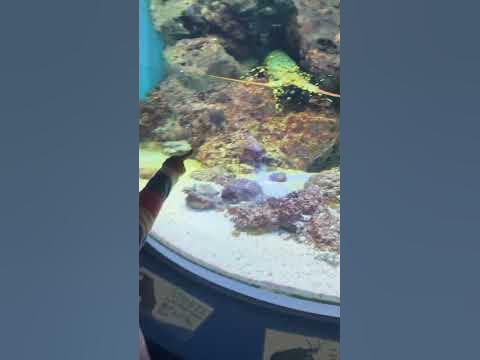 #shorts #水族館 #伊勢海老 #子供 - YouTube