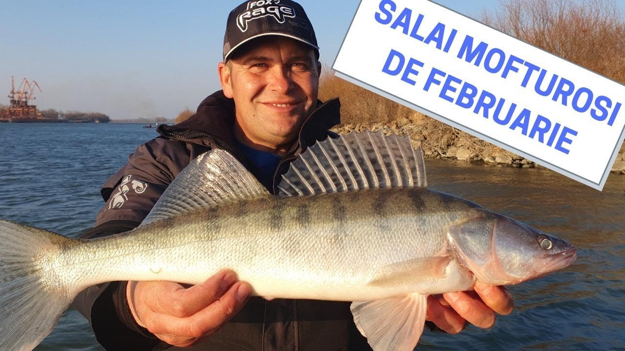 Pescuit la salau pe Dunare, la Tulcea, cu Gigant Fish Team. - YouTube