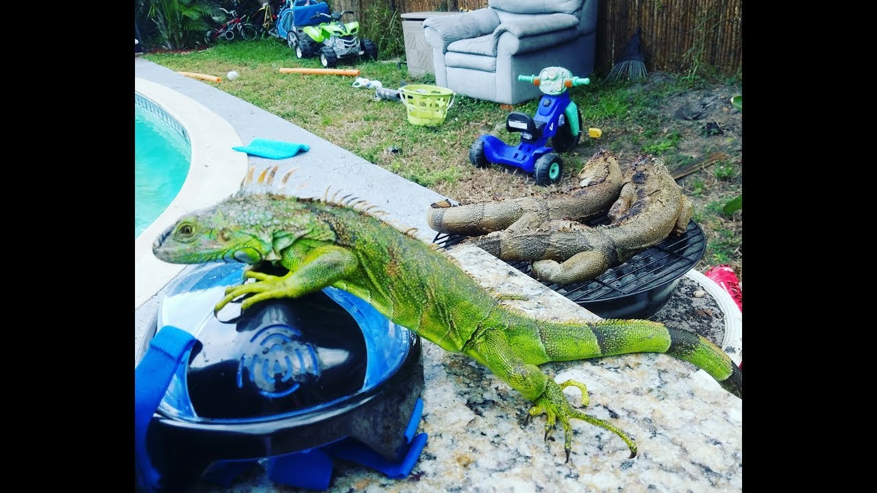 Catch and cook iguana poolside - YouTube