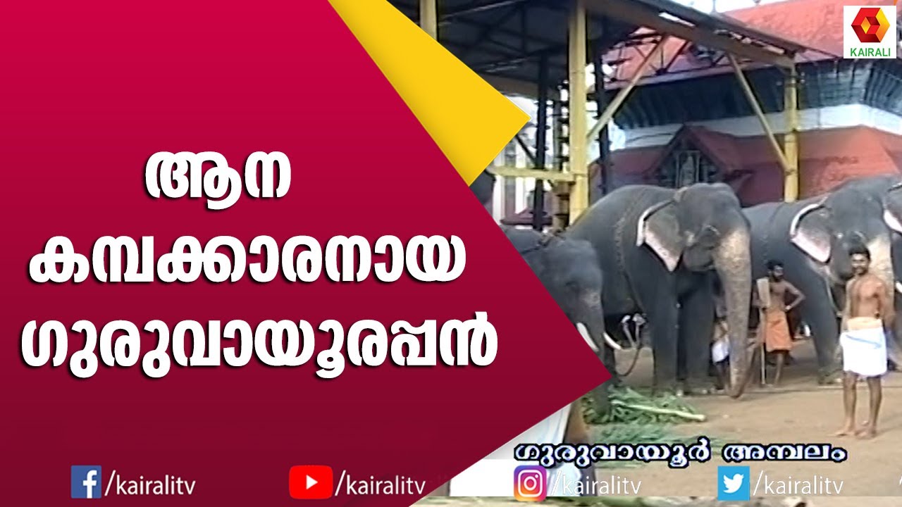 ഗുരുയവായൂർ കേശവനെ മറക്കാൻ പറ്റുമോ |E4 elephant |Guruvayoor kesavan ...