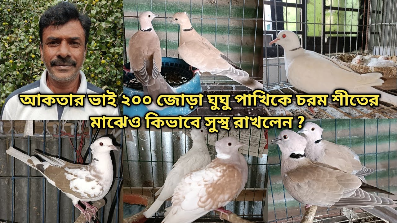 আকতার ভাইয়ের নতুন চমক | স্পেন্জাল চুইটাল ঘুঘু | Biggest Dove Farm | SK ...