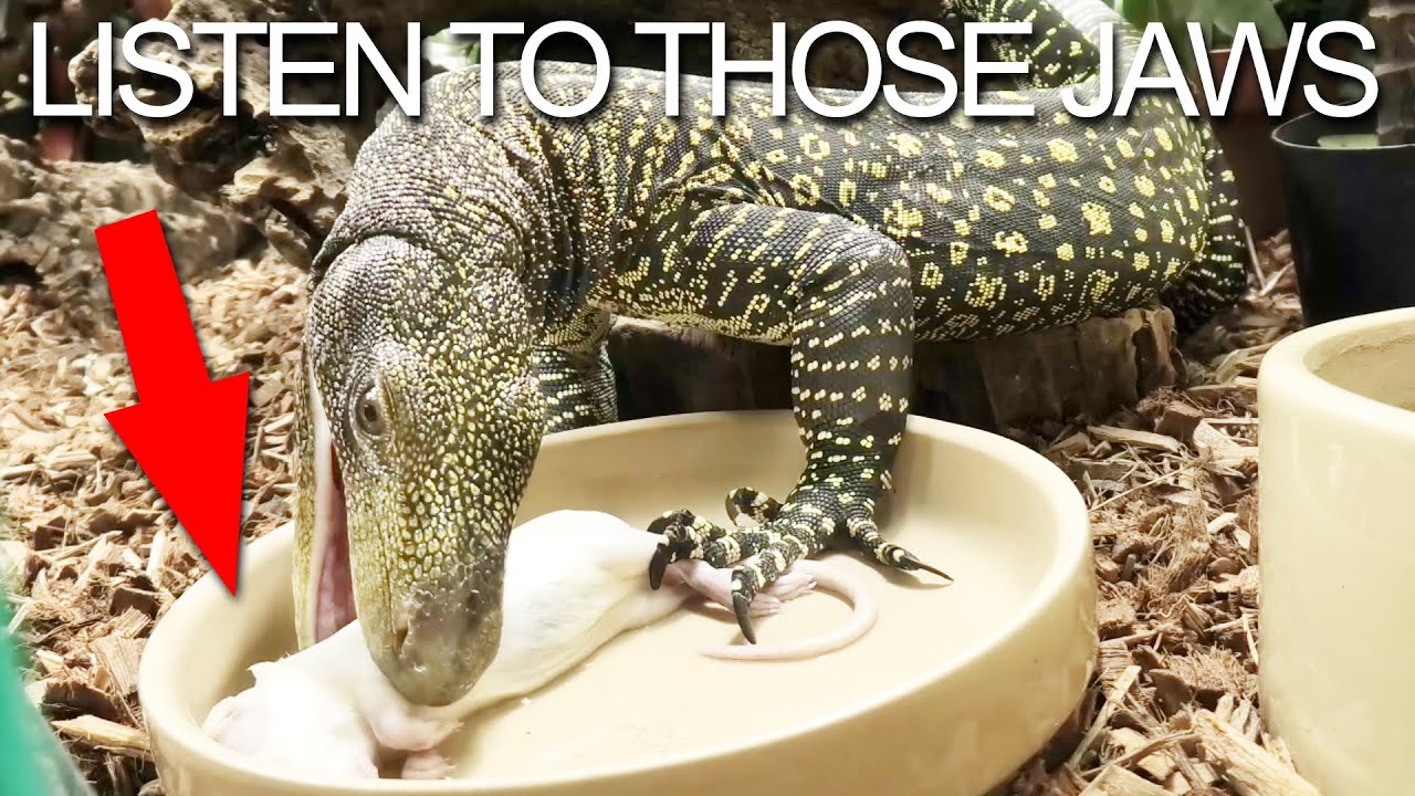 Tree Crocodile Swallows Prey Whole - YouTube