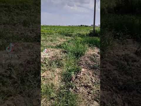 Xorazim viloyati xazarasip tumani zexeli maxalasidaki vaziyat