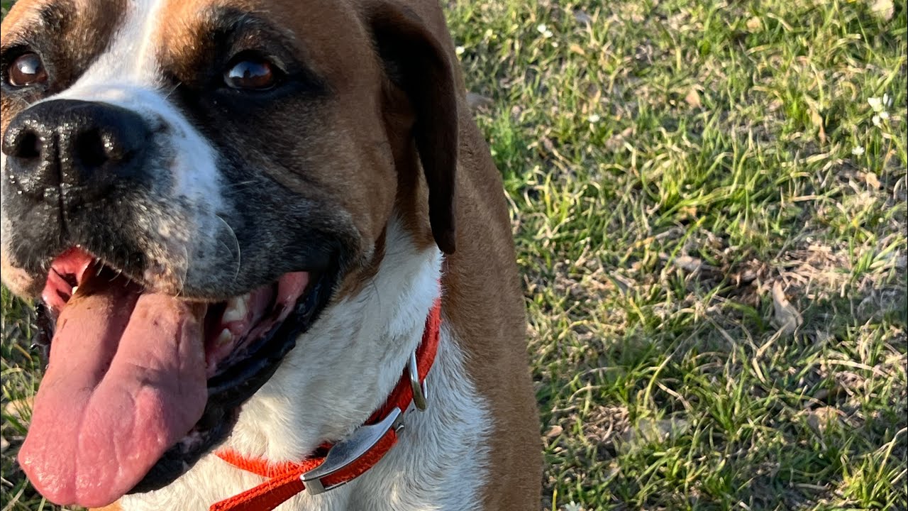 Longhorn Lester's is live! - YouTube