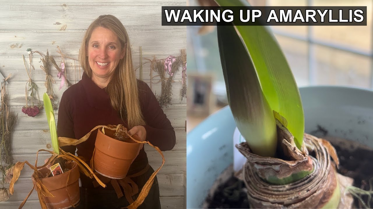 Waking Up Amaryllis Flower and Watch It Flower Again! 🌺 - YouTube