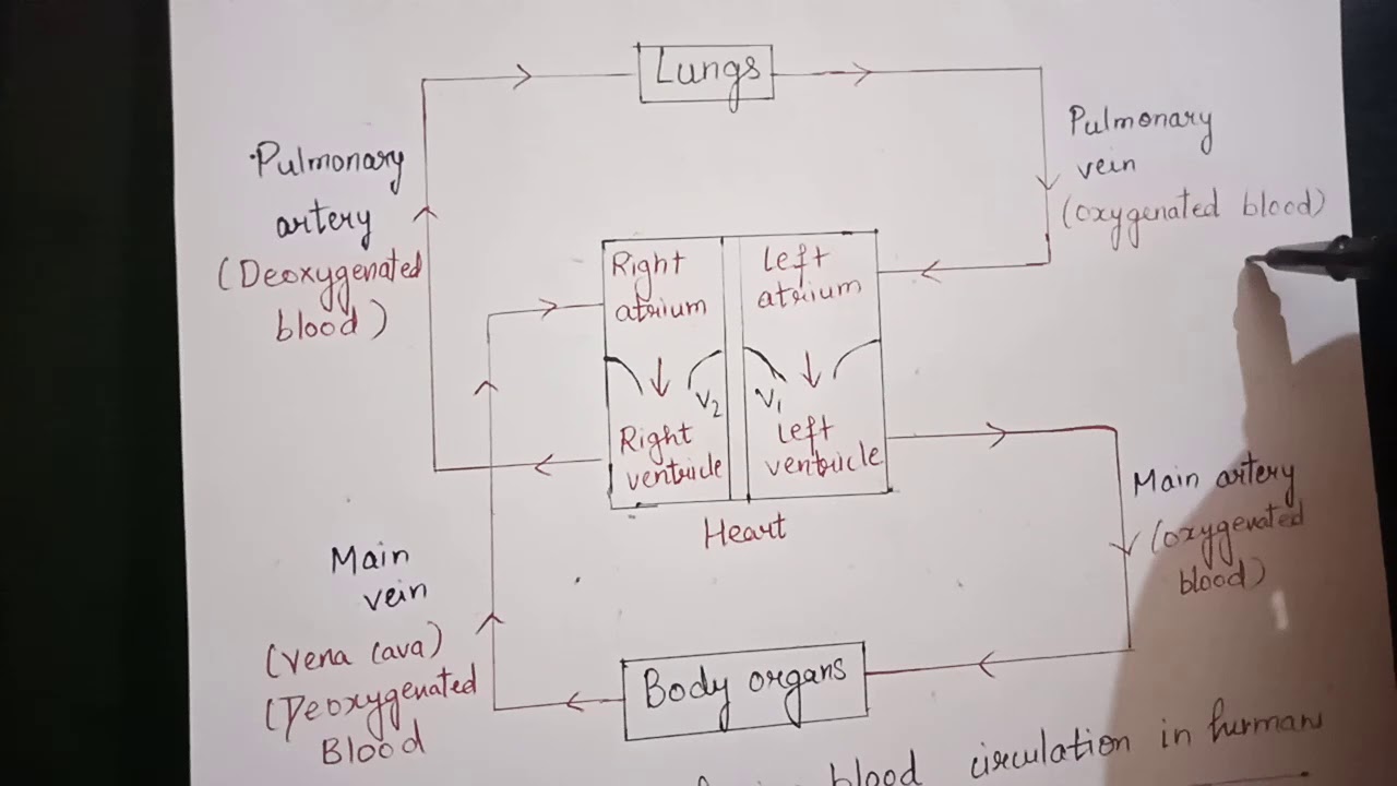 Blood circulation in human body class 10 part 3 - YouTube