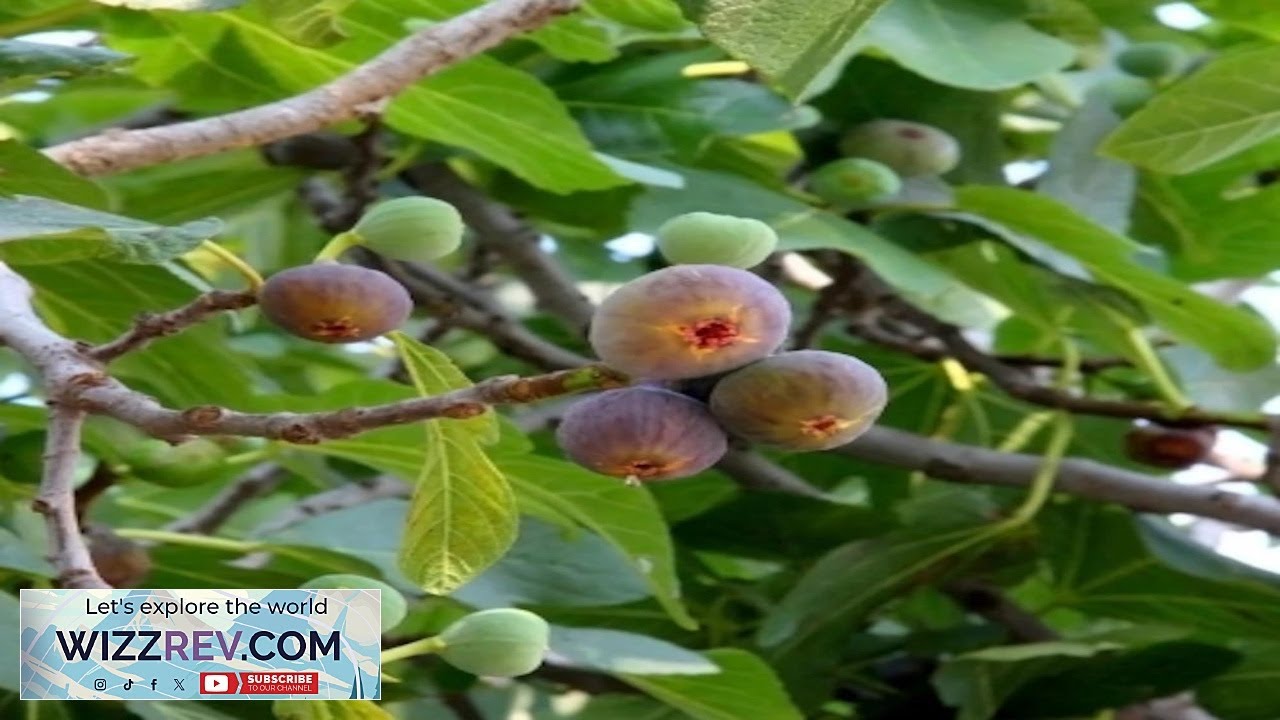 1 Olympian FigTree Plant Ficus carica Live Plant Starter Plant Bare ...