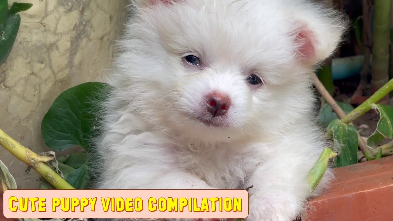 Cute puppies video compilation #dogs #puppies - YouTube
