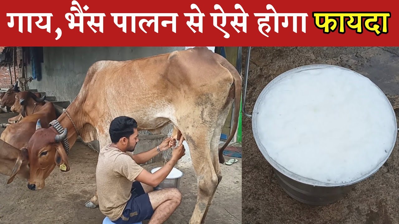 Cow & Buffalo Palan से‌ ऐसे होगा फायदा ।How to profit from dairy ...