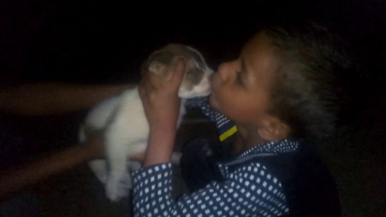 Dog vs kiss child - YouTube