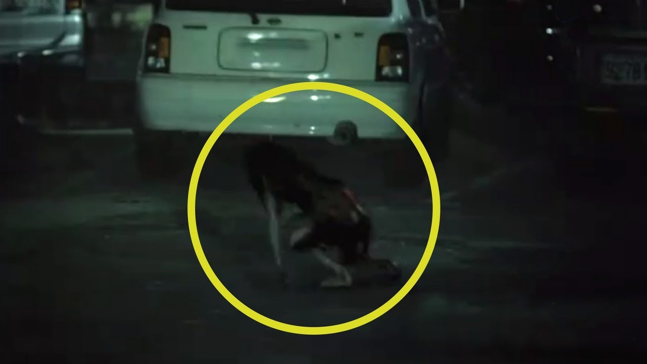 5 Mysterious Humanoid Creatures Sighting Caught On Camera - YouTube