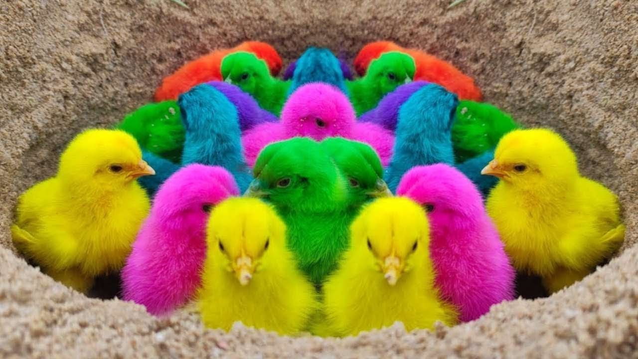 Fish scoops in ponds, ornamental fish, colorful fish, koi fish ...