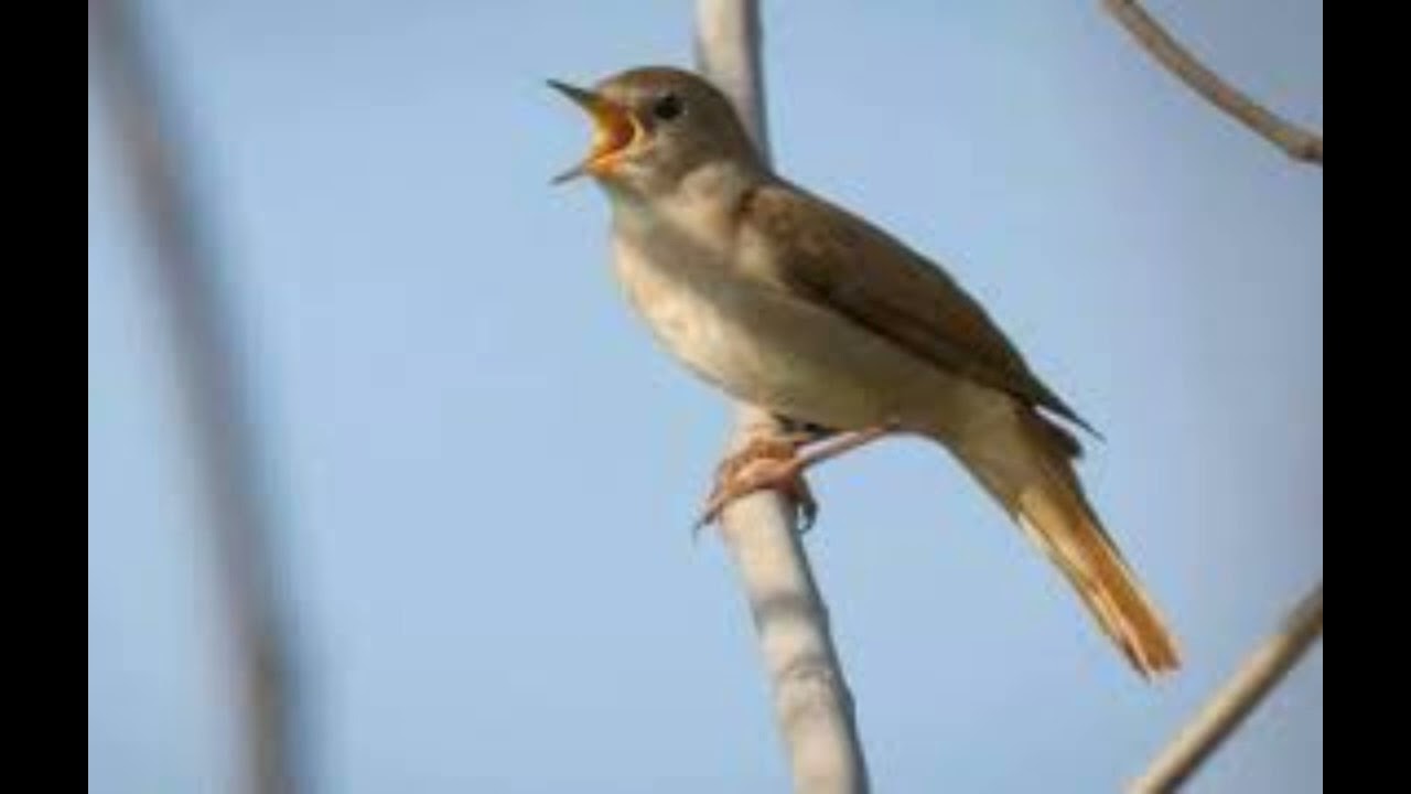 Masteran Burung Sikatan Londo gacor ll suara jernih durasi panjang ...