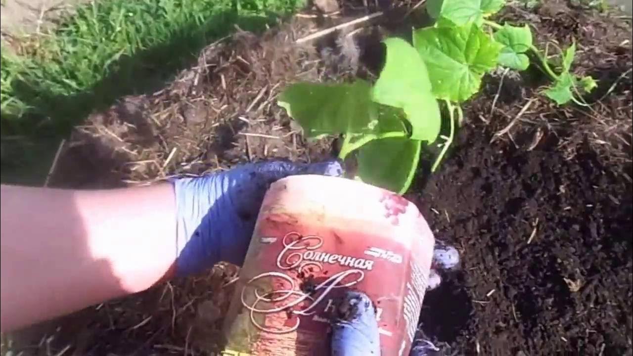Высадка рассады огурцов в открытый грунт. - YouTube