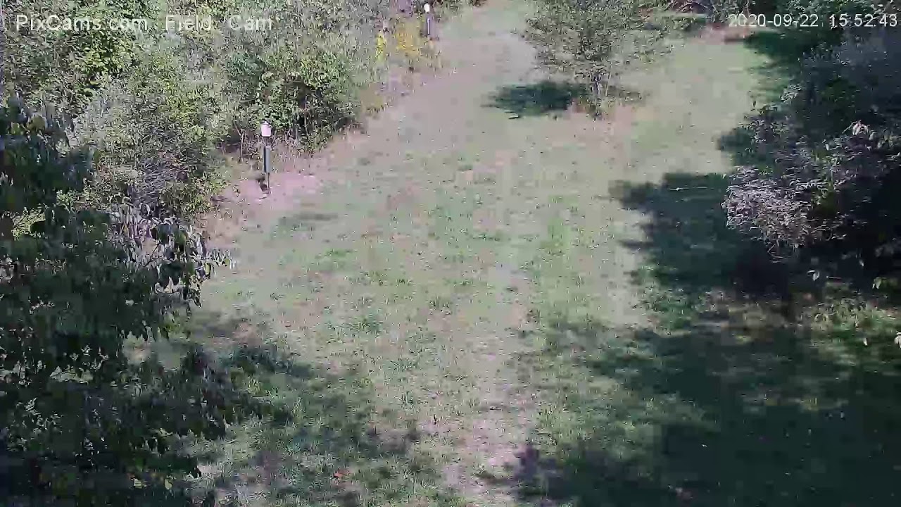 Field Cam Live Stream - YouTube