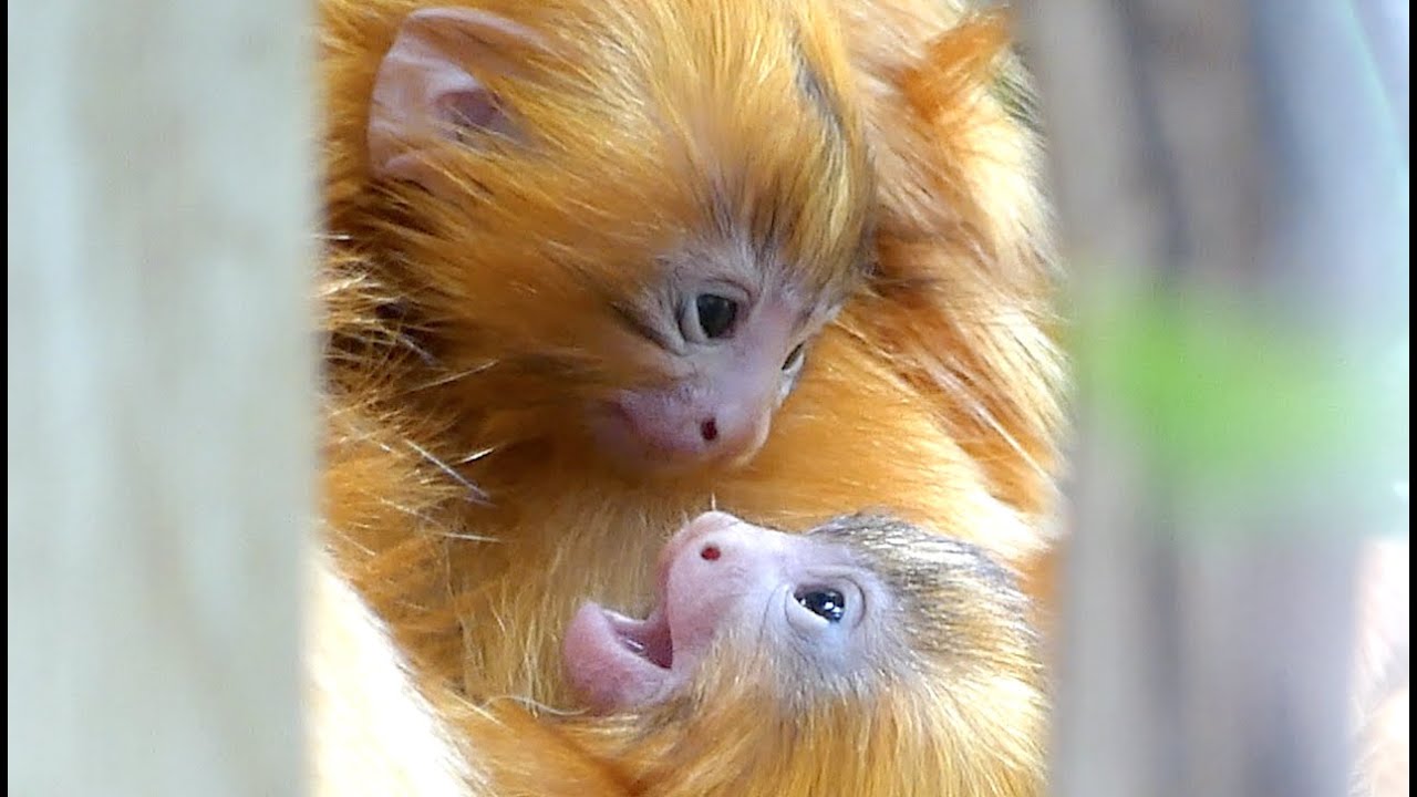 Cute Baby Lion Tamarin Monkey Golden Lion Tamarin Stock Photo