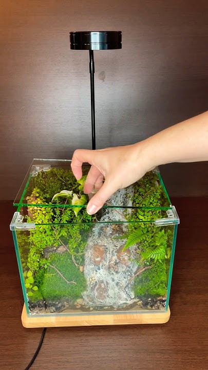 Флорариум с водопадом #terrarium #моссариум #plants #растения # ...