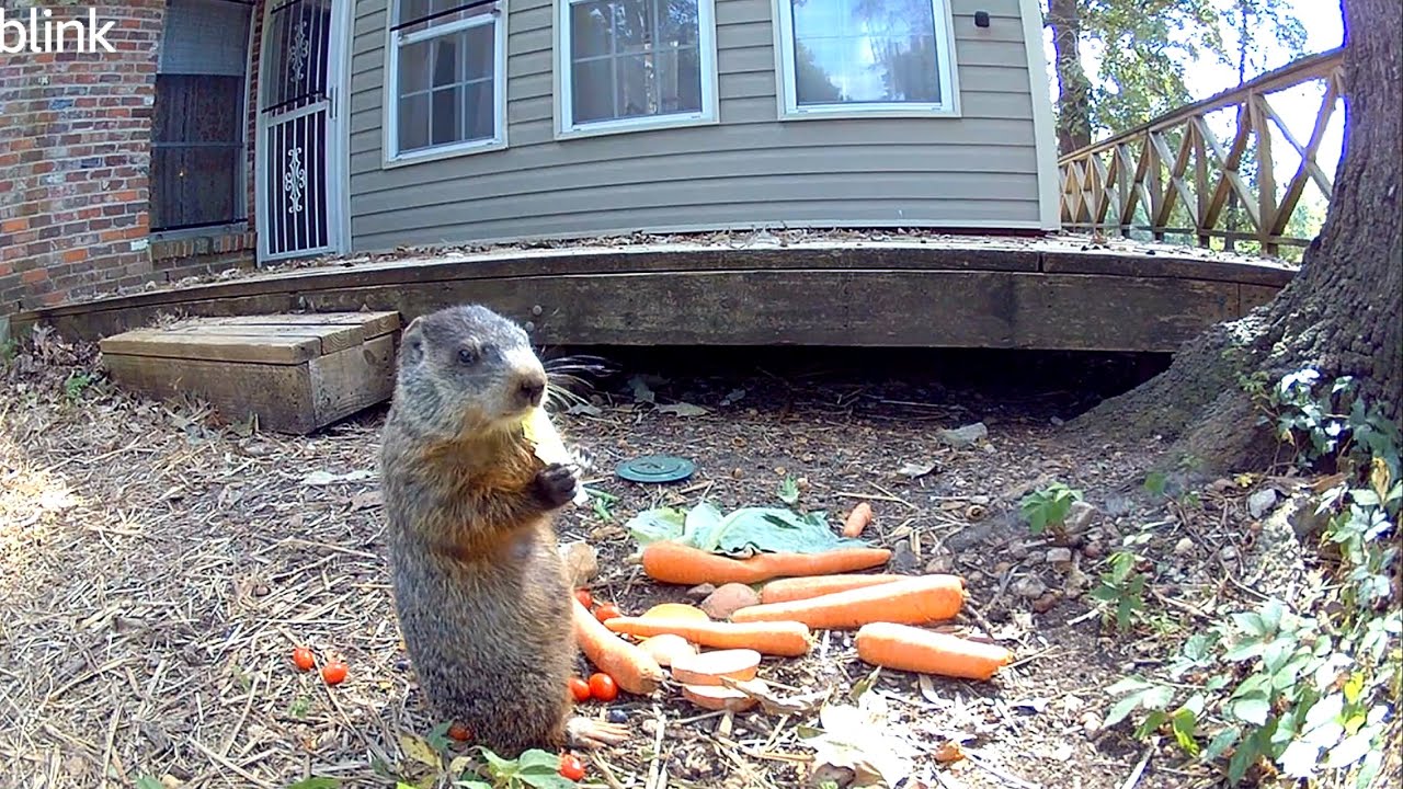 Liddle Wins The Cuteness Award! - YouTube