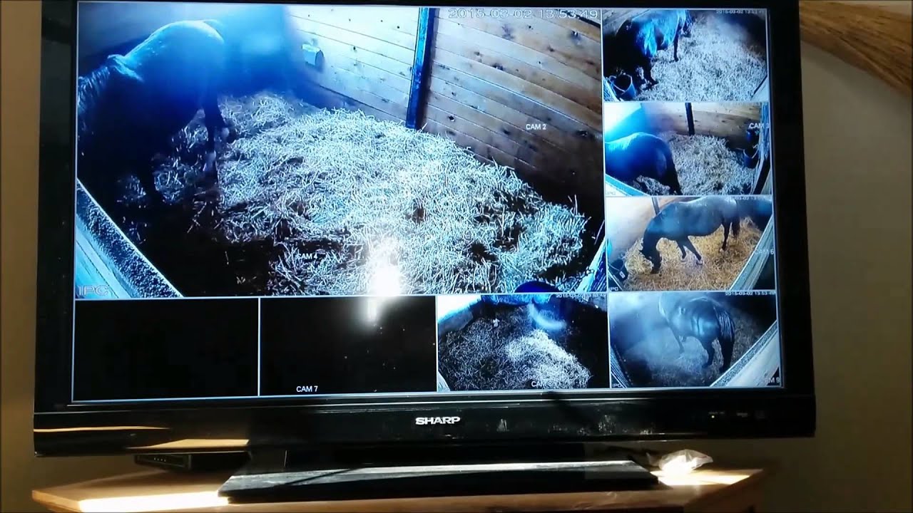 Foaling Cameras - Calving Cameras - Barn Monitoring Cameras - YouTube