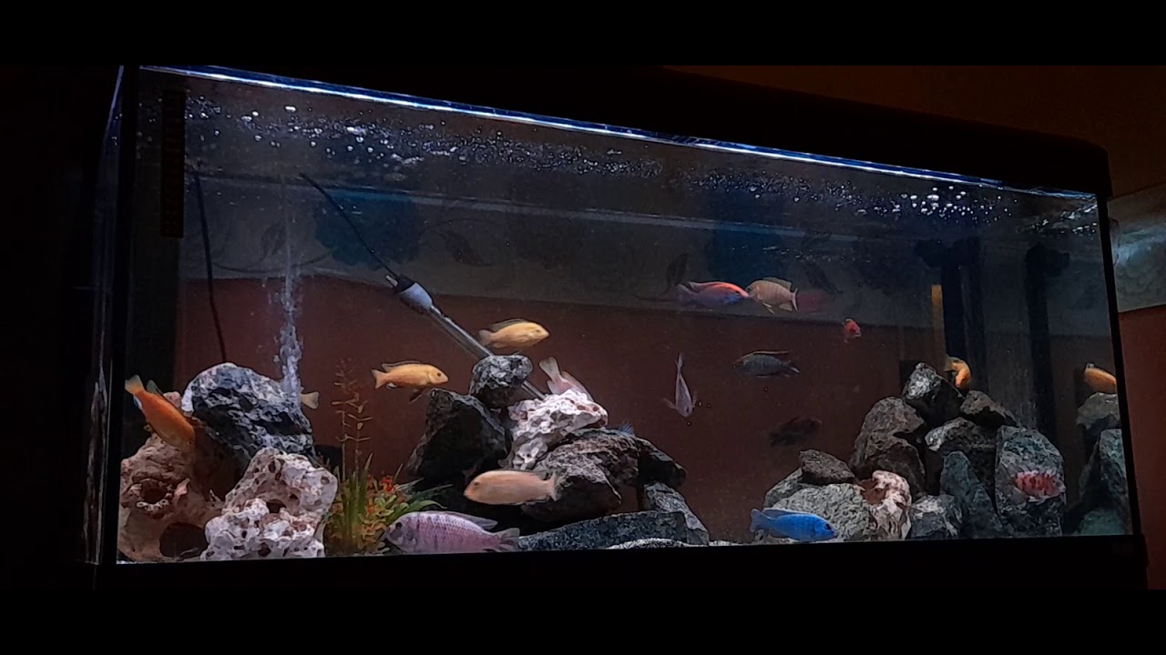 My Fluval Roma 240 Tank with Cichlids. - YouTube