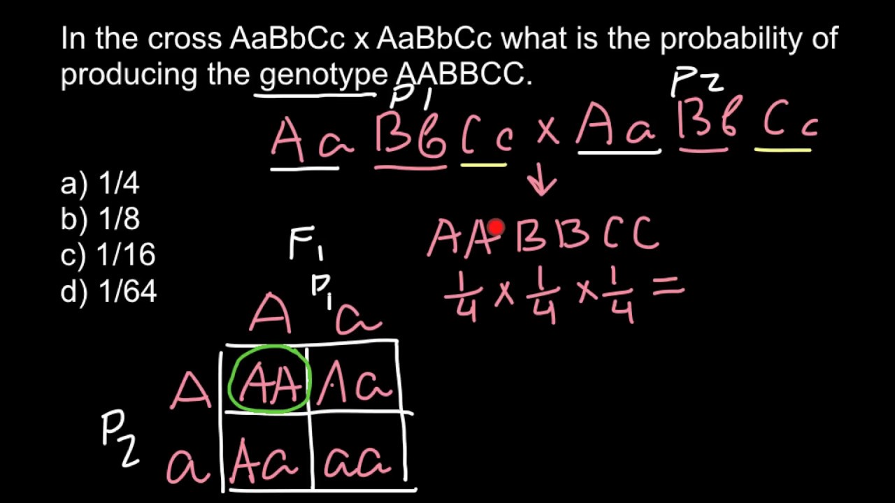 How To Find Genotype Probability 2 YouTube how-to-find-genotype-probability-2-youtube