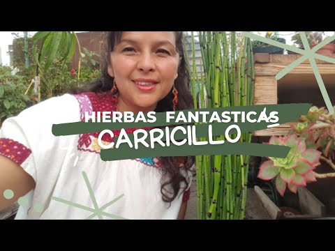 HIERBAS FANTASTICAS CARRICILLO TE SORPRENDERAS - YouTube