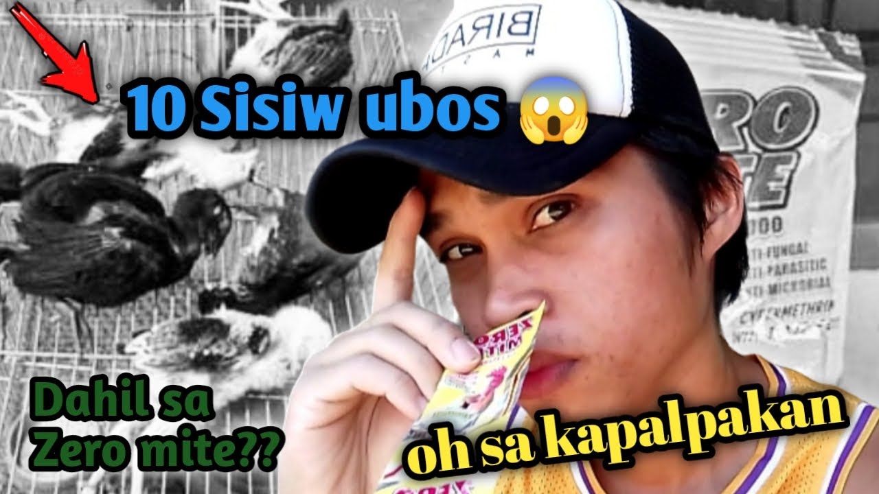 PINALIGUAN NA SISIW 3 WEEKS OLD TODAS LAHAT 😱 - YouTube