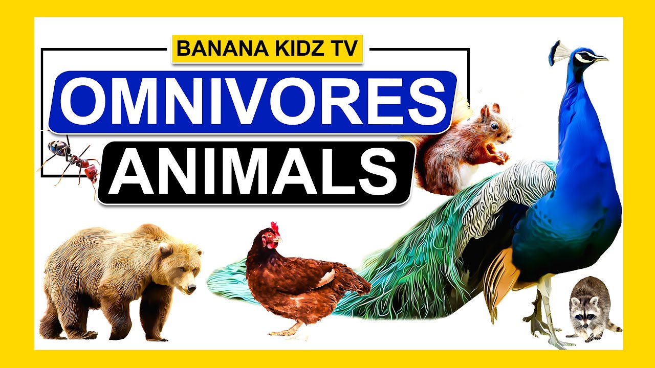 Omnivores Animals Chart For Kids Herbivores | Carnivores | Omnivores