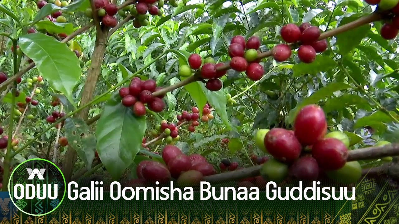 Galii Oomisha Bunaa Guddisuu |ODUU - YouTube
