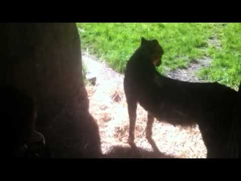 Jacob at the zoo - Big cat encounter - YouTube