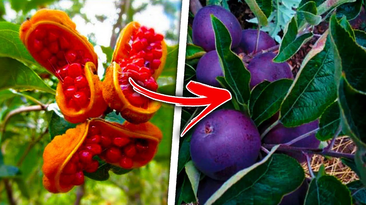 The 10 RAREST FRUITS in the World! - YouTube