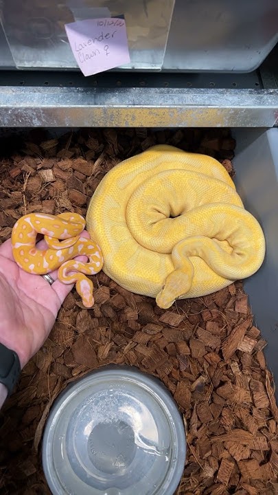 Starburst Ball Python- hatchling vs adult! #ballpythonbreeder # ...