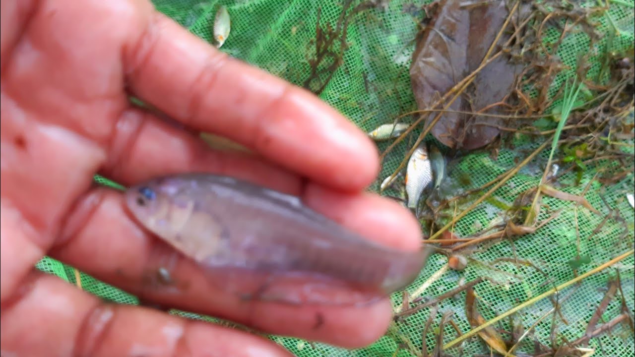 Papda fish catching in flood water / fishing after flood in village ...