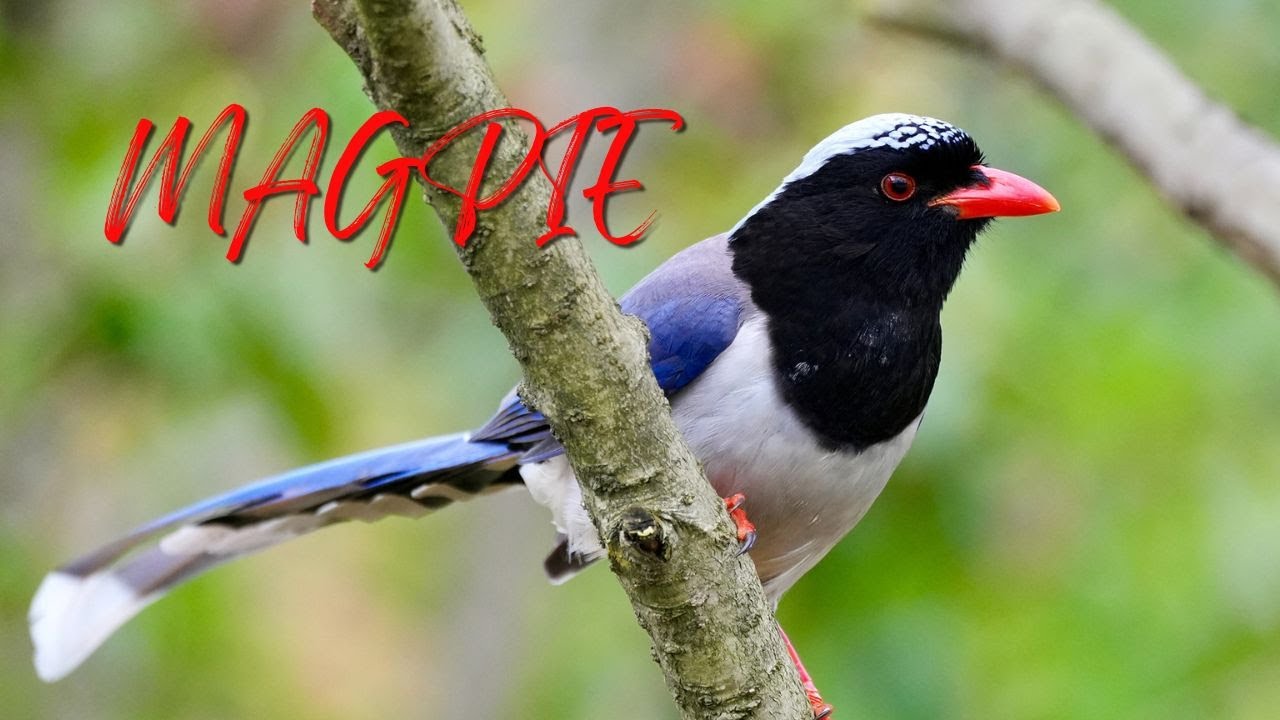 Sounds Magpie | Different Types of Magpies - YouTube