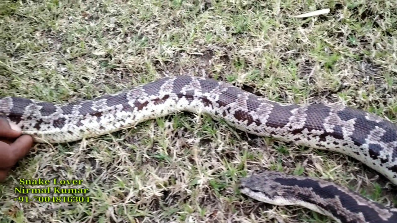 COMMON KRAIT, COBRA, COMMON SAND BOA, STRIPPED KEELBACK & COMMON WOLF ...