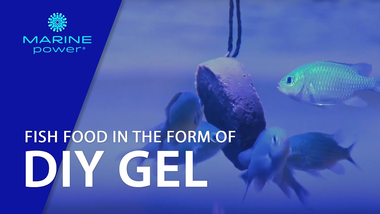 Fish food in the form of DIY gel - Gel Formula #10 - YouTube