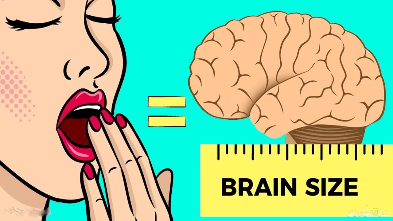 Here’s What Your Yawn Says About Your Brain Size | Why Do We Yawn ...
