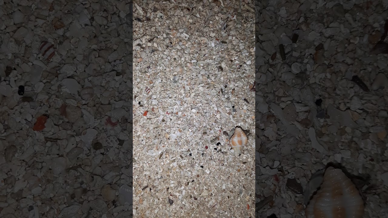 MOVING SEA SHELLS(4) - YouTube