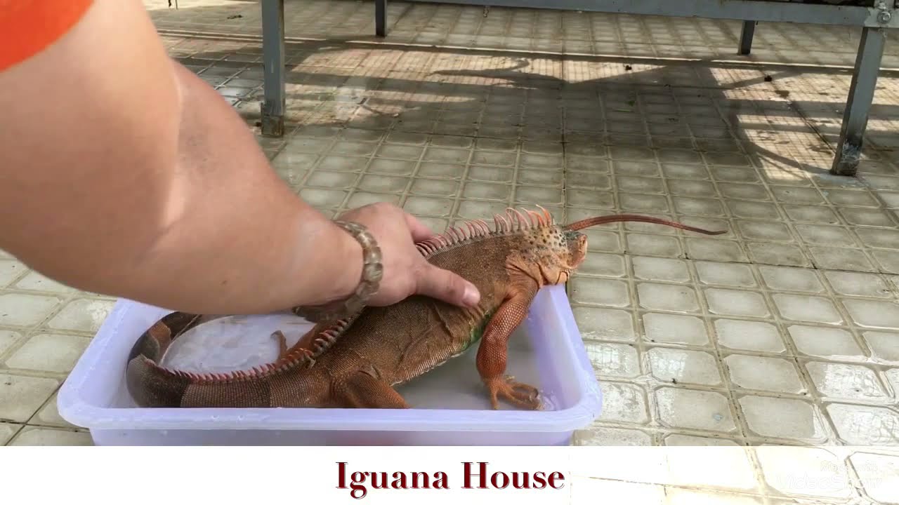 Iguana House Hướng Dẫn Thuần 1 em Iguana trong 20' - YouTube