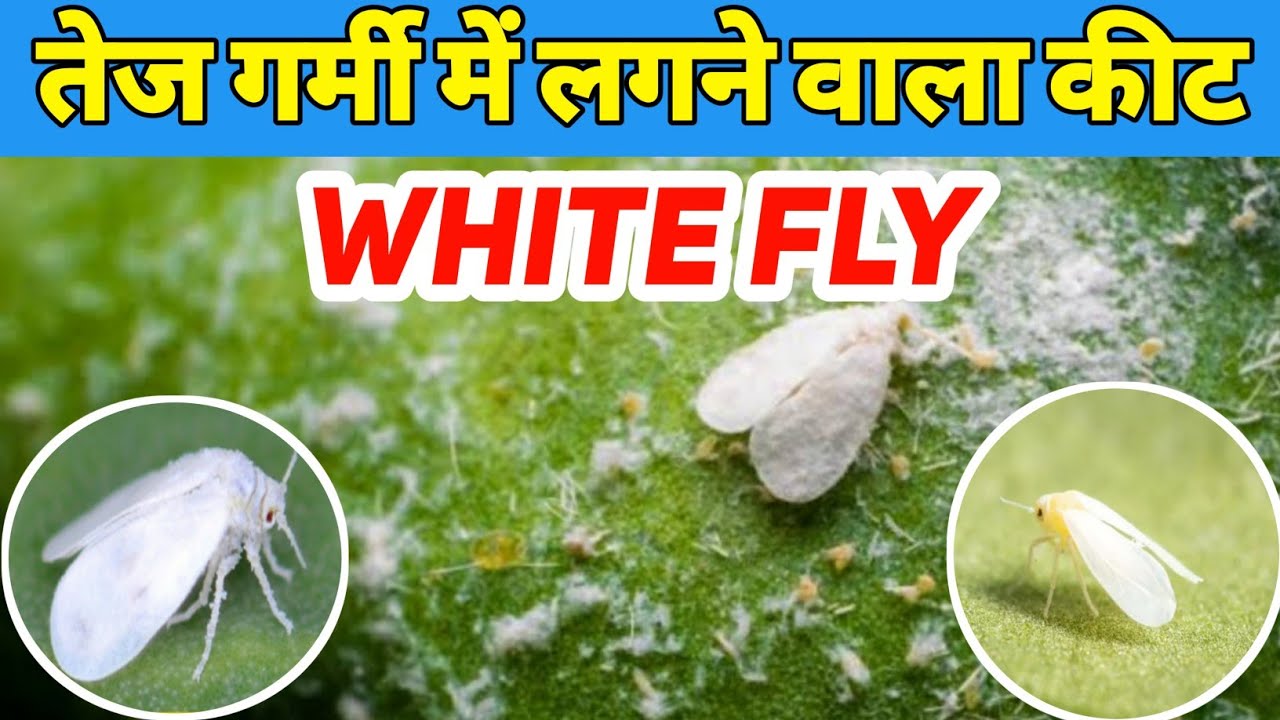 White Fly कंट्रोल करने के लिए बेस्ट कॉम्बिनेशन | White fly control ...