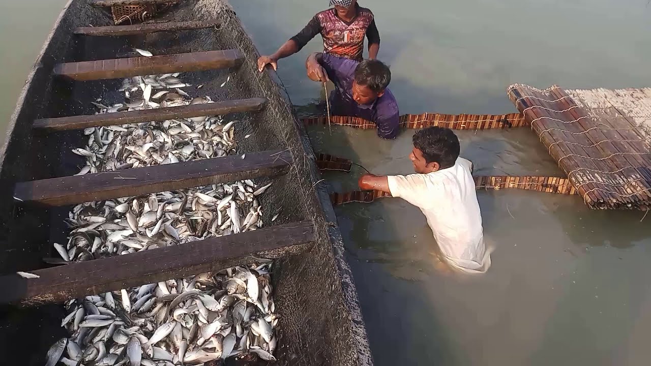 Wonderful haur fishing || Traditional net fishing || Live fishing from ...