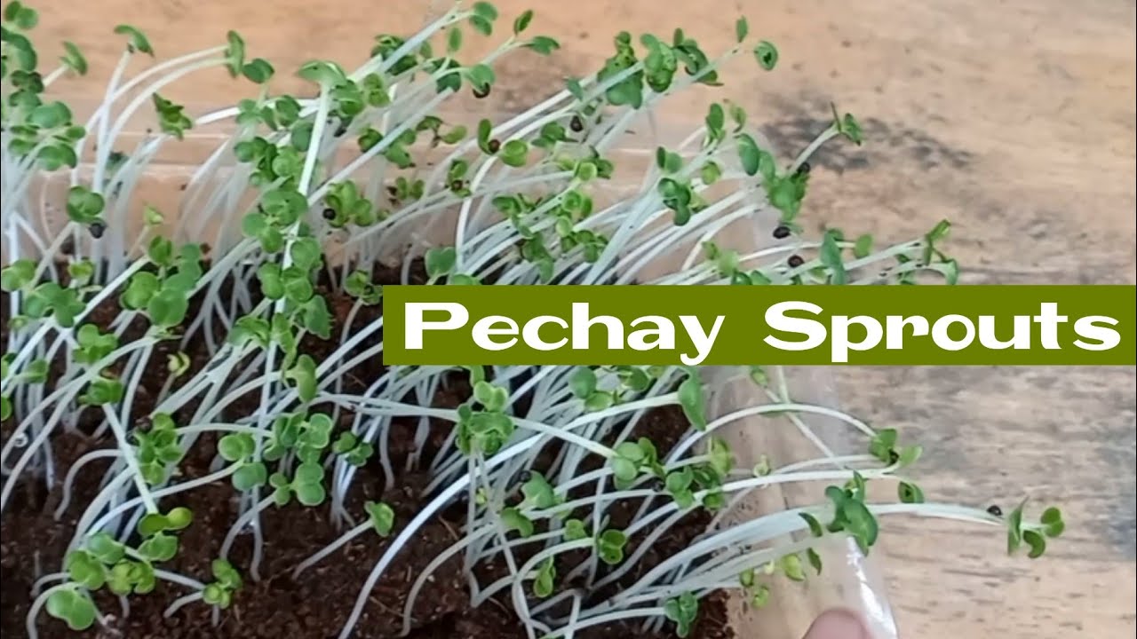 Pechay Sprouts After 3 Days - YouTube