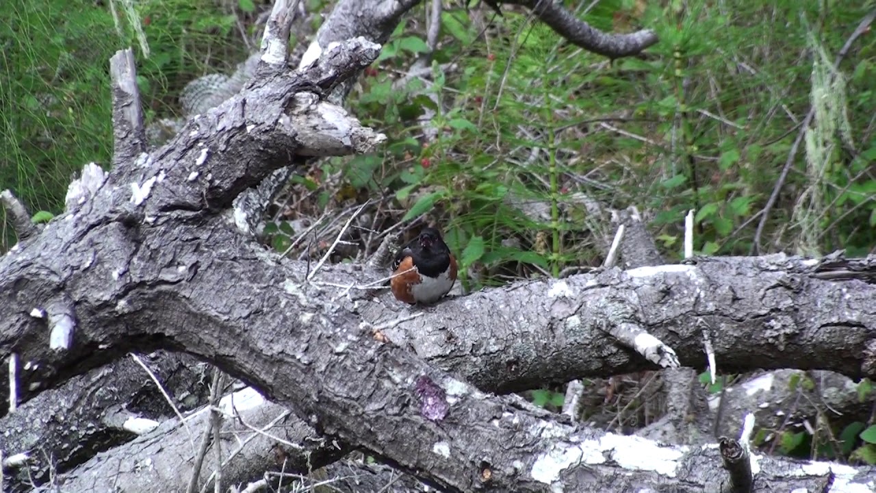 Spotted towhee single call - YouTube