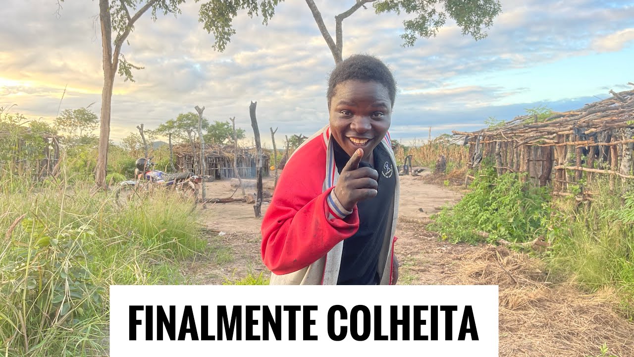 Começou a Colheita Veja o Resultado da Nossa Dedicação na Machamba ...