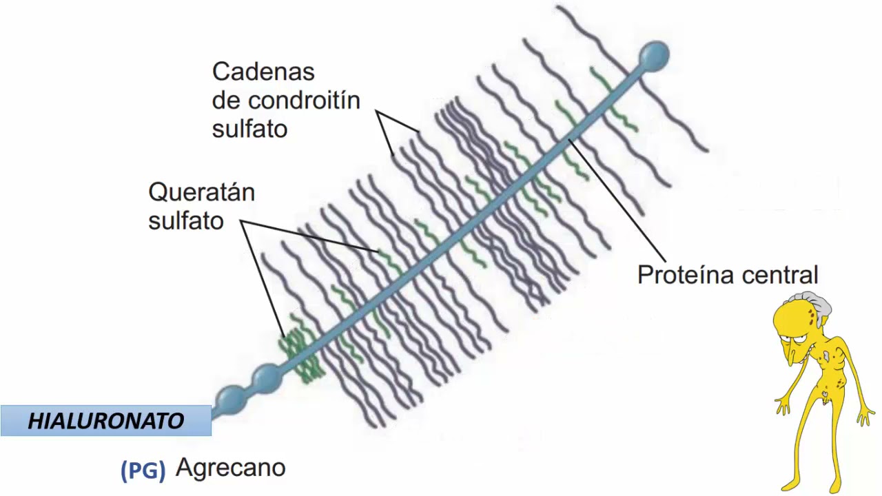 Tejido óseo primera parte - YouTube