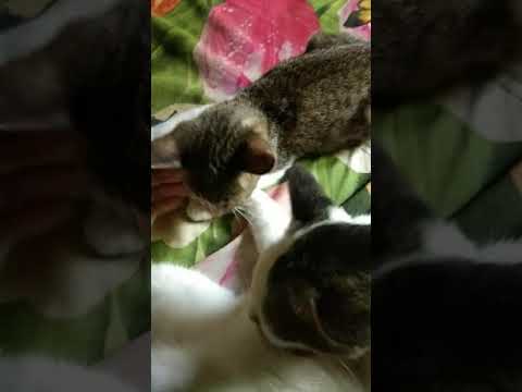 Kucing nyusu bikin ketawa yang liat