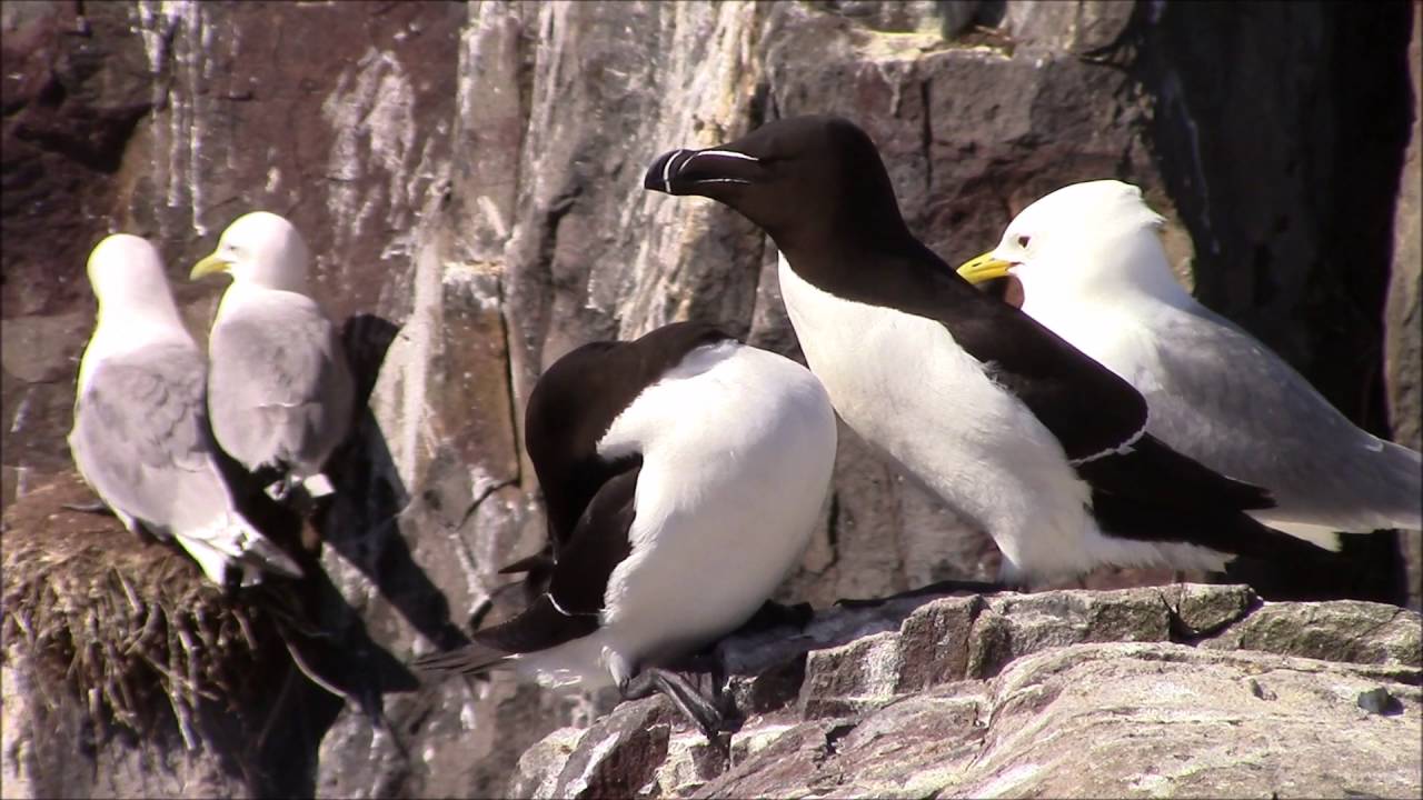 The Birds of the Farne Islands - YouTube