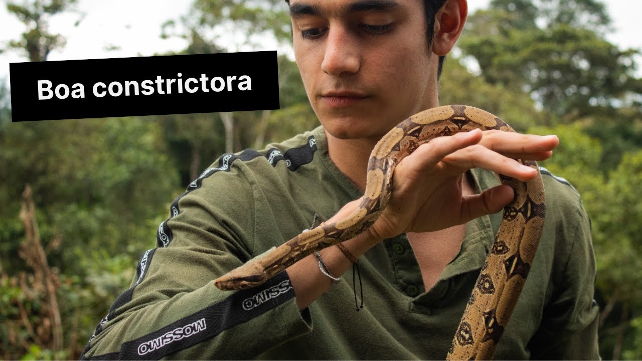 Culebras en el Amazonas ecuatoriano, parte 3 | Boa constrictor - YouTube