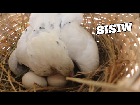 Newly Hatch Chicks + Napakadaming itlog = maraming sisiw + Native ...